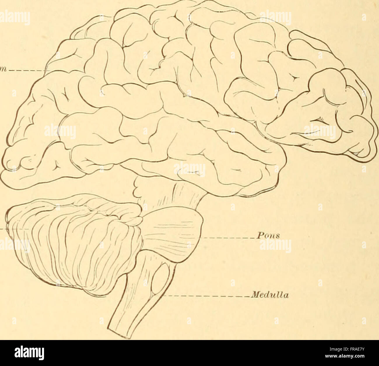 Anatomy, physiology and hygiene for high schools (1900 Stock Photo - Alamy