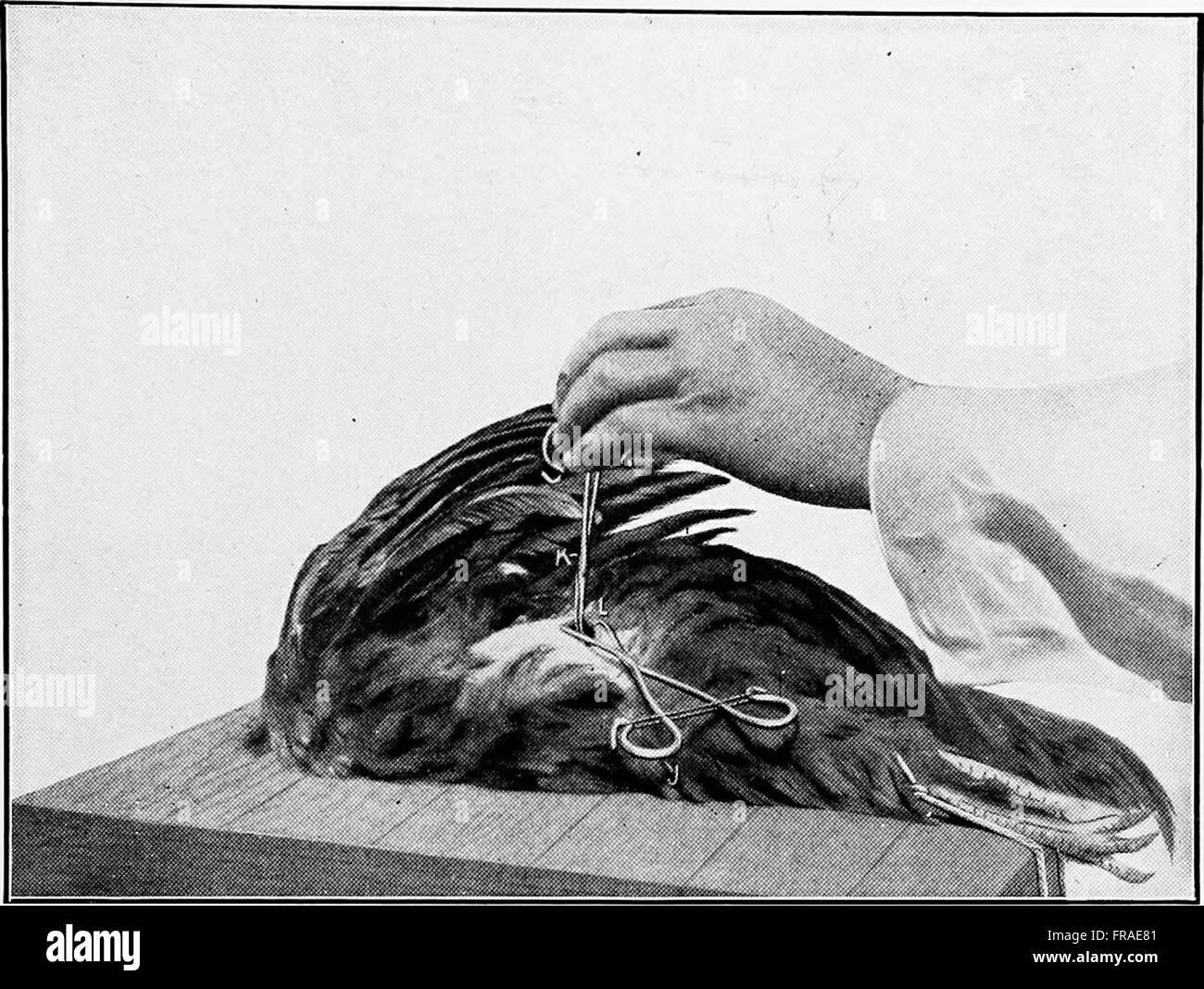 Animal castration, a book for the use of students and practitioners ...