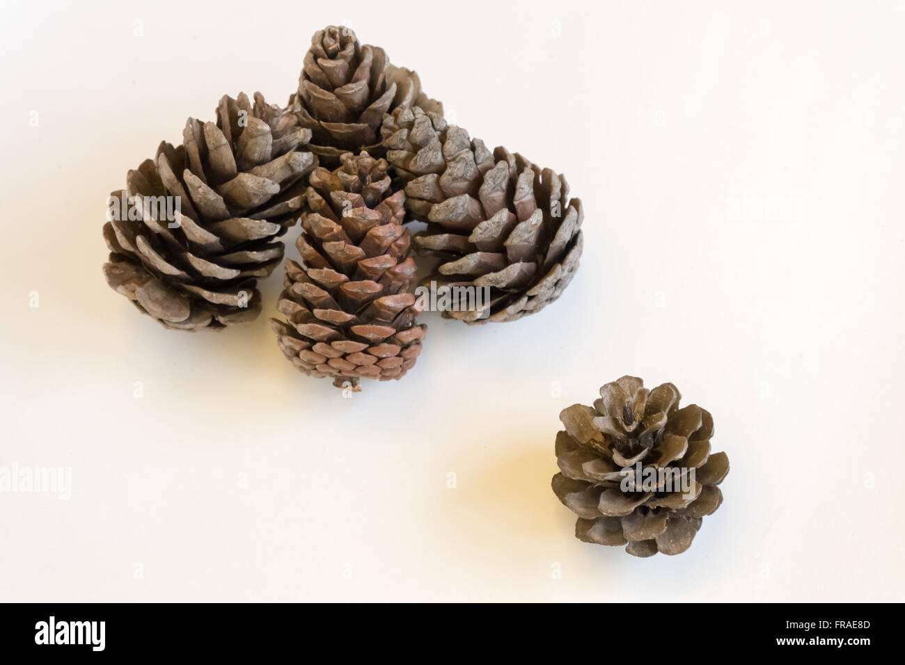Pine cones on the white background Stock Photo - Alamy