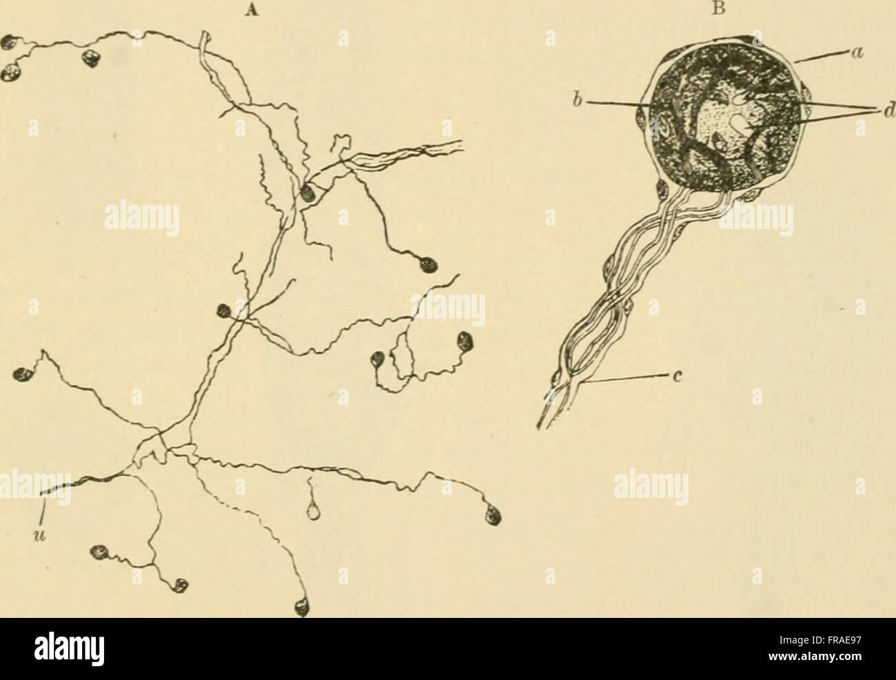 The 1897 'American Text-Book of Physiology' provides an in-depth study ...