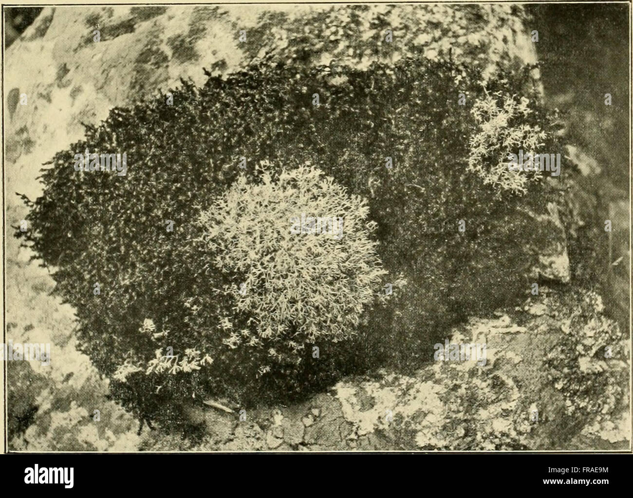 Acta Soc. pro Fauna et Flora Fennica (1914-1915 Stock Photo - Alamy
