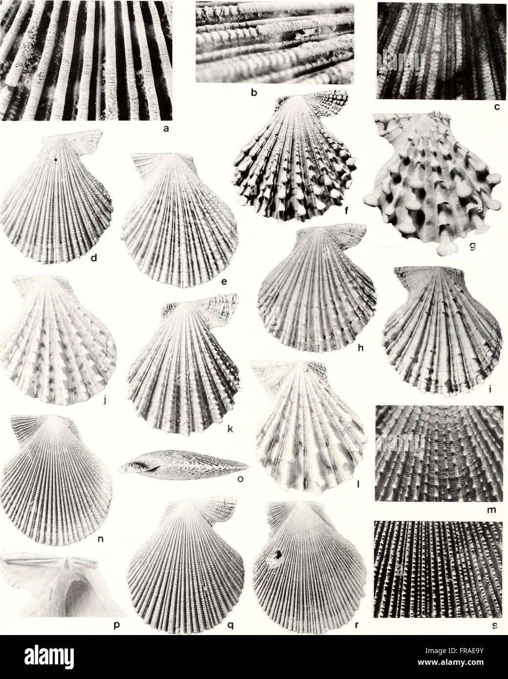 The American Malacological Bulletin, published in 1993, is a scientific ...