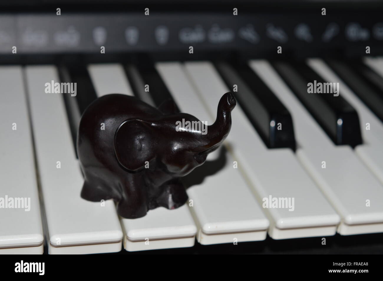 Elephant on Keyboard Stock Photo - Alamy