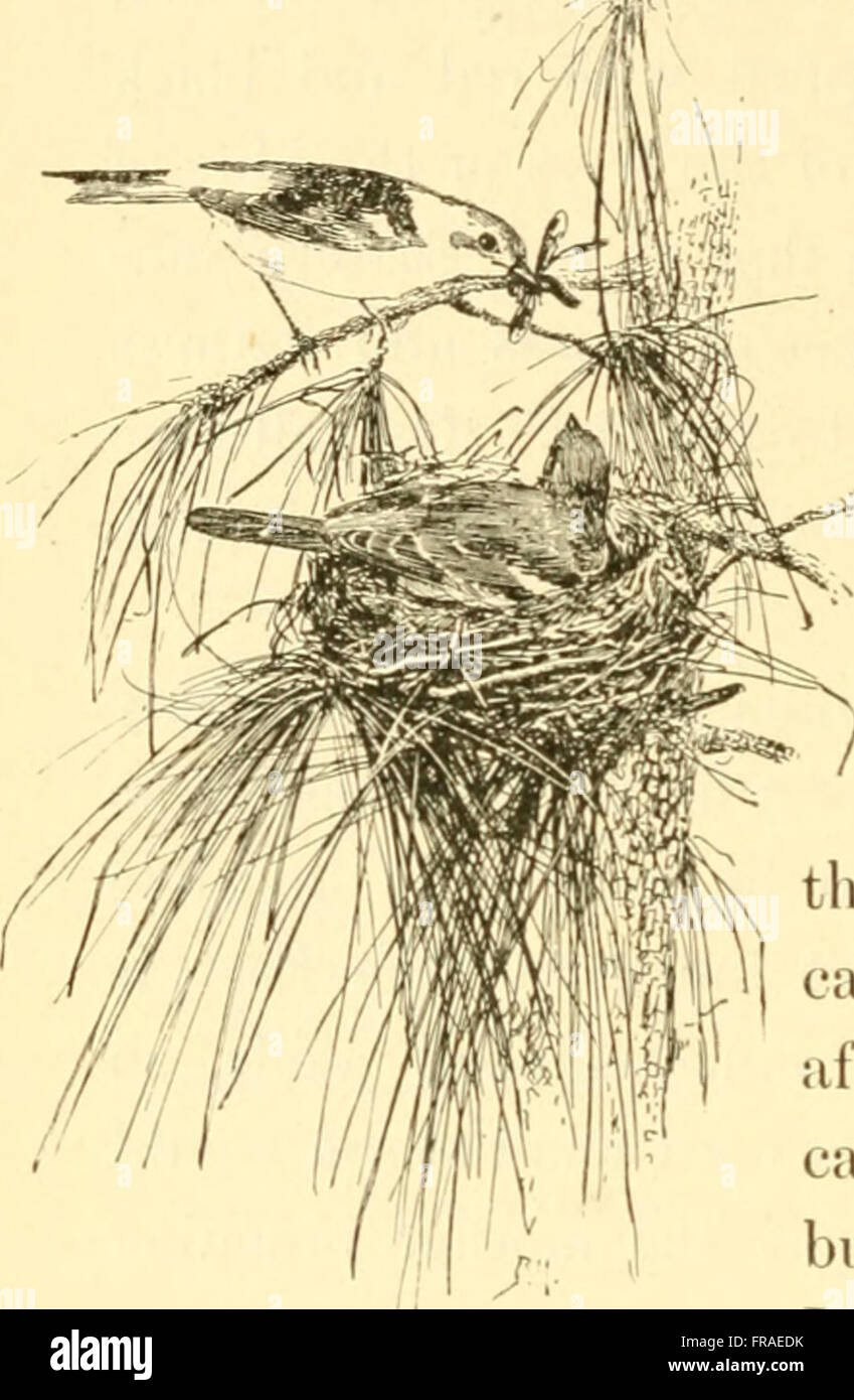 This guide to the birds of California provides detailed information on ...