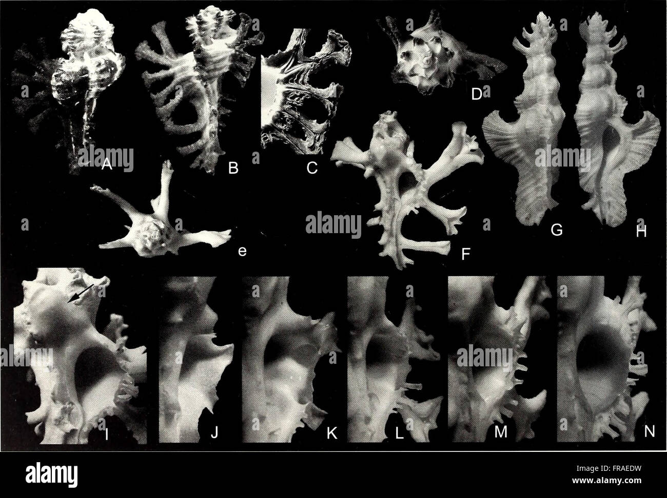 The American Malacological Bulletin of 2001 presents research and ...