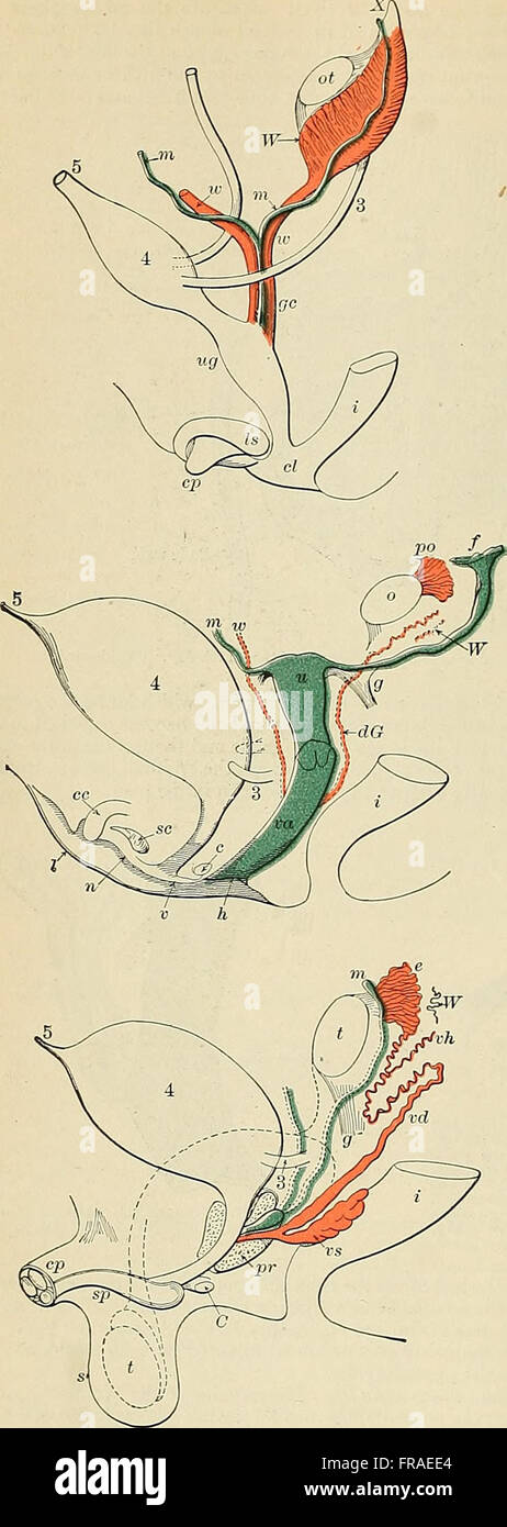This 1913 textbook offers a detailed exploration of human anatomy ...