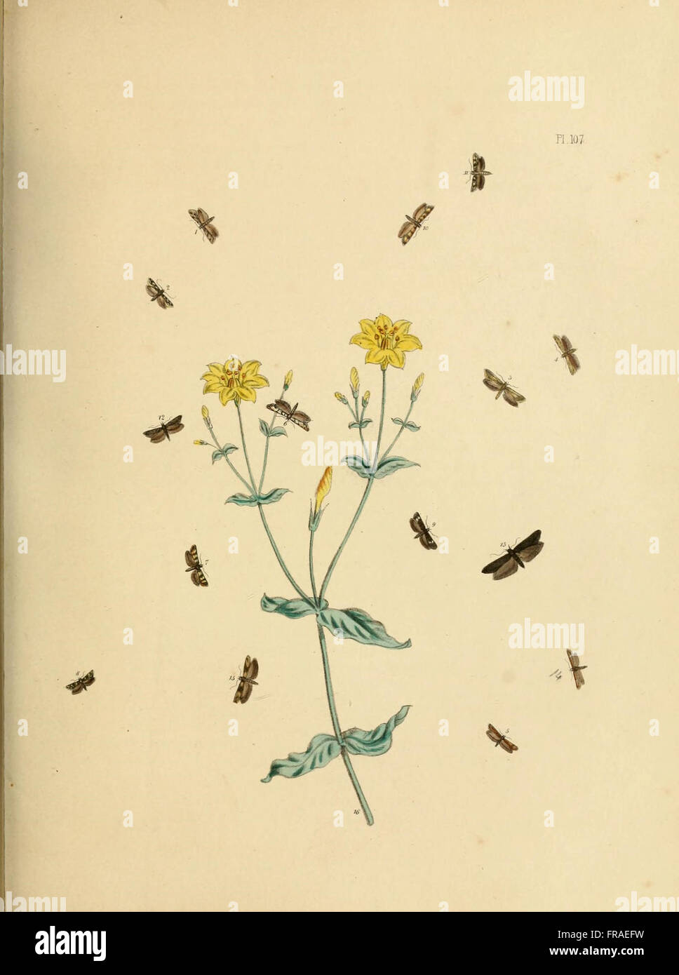 Plate 107 from 'British Moths and Their Transformations' shows the ...