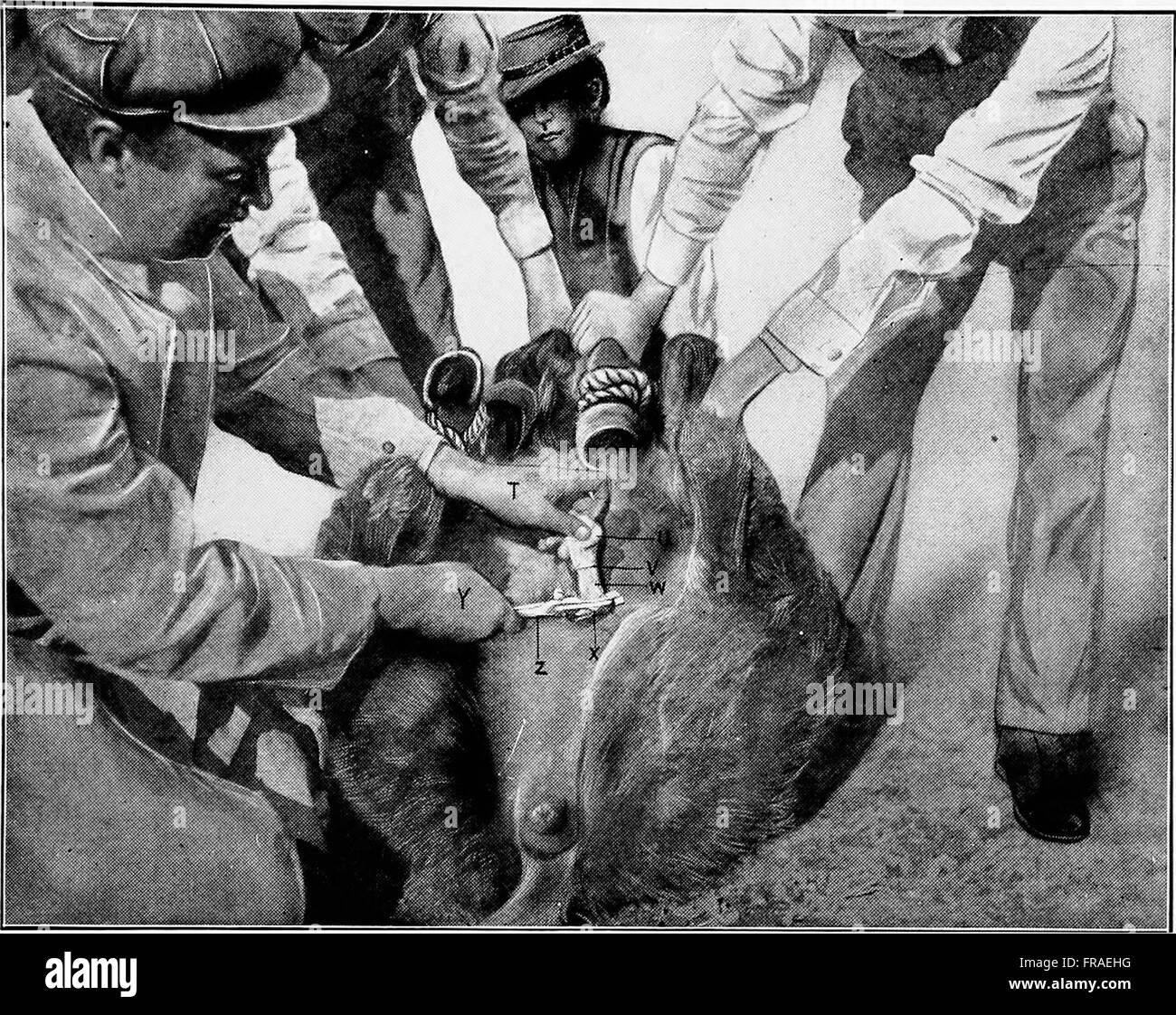 'Animal Castration' (1914) is a practical guide for veterinary students ...