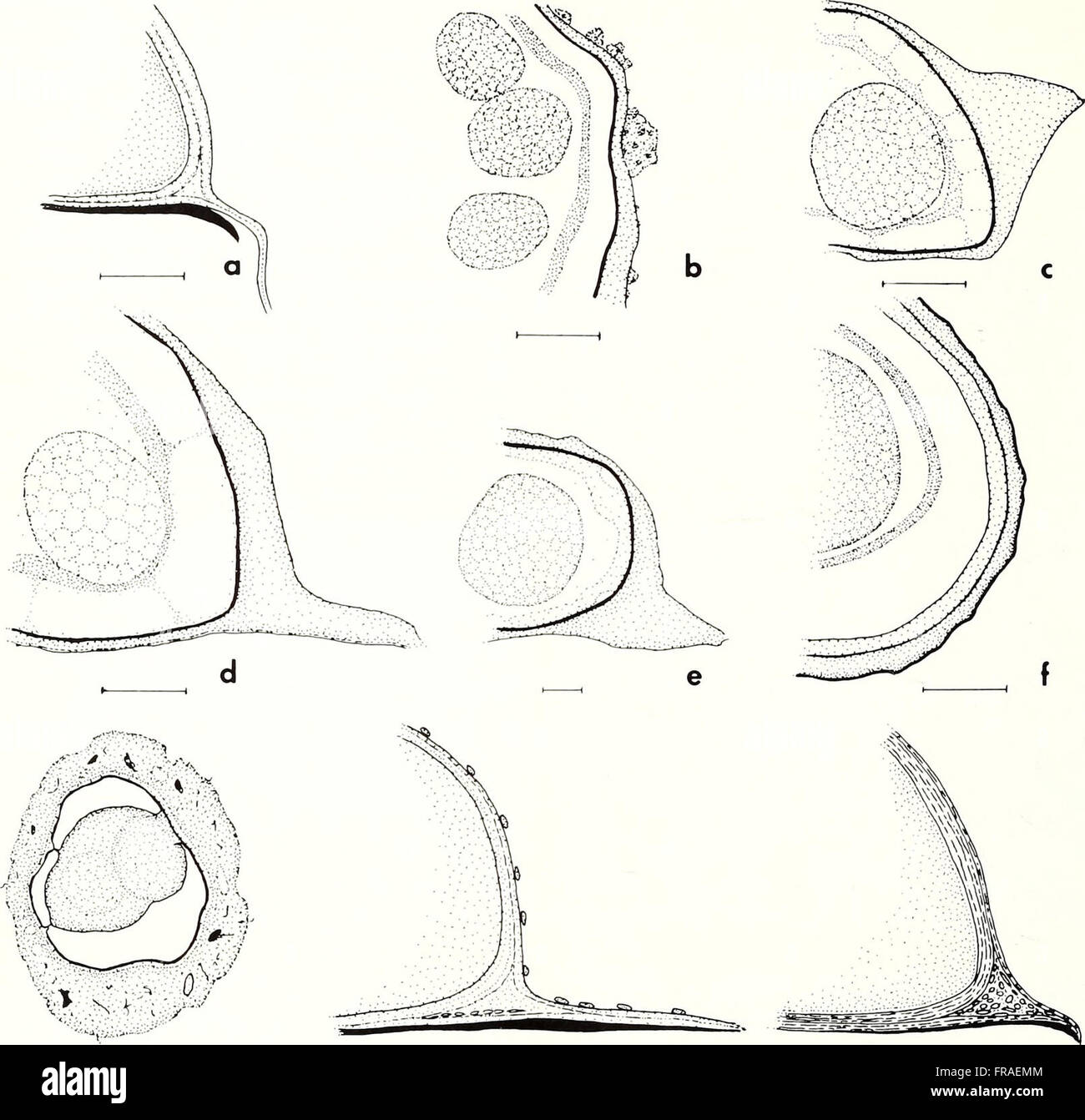 The 'American Malacological Bulletin' (1986) focuses on malacology, the ...