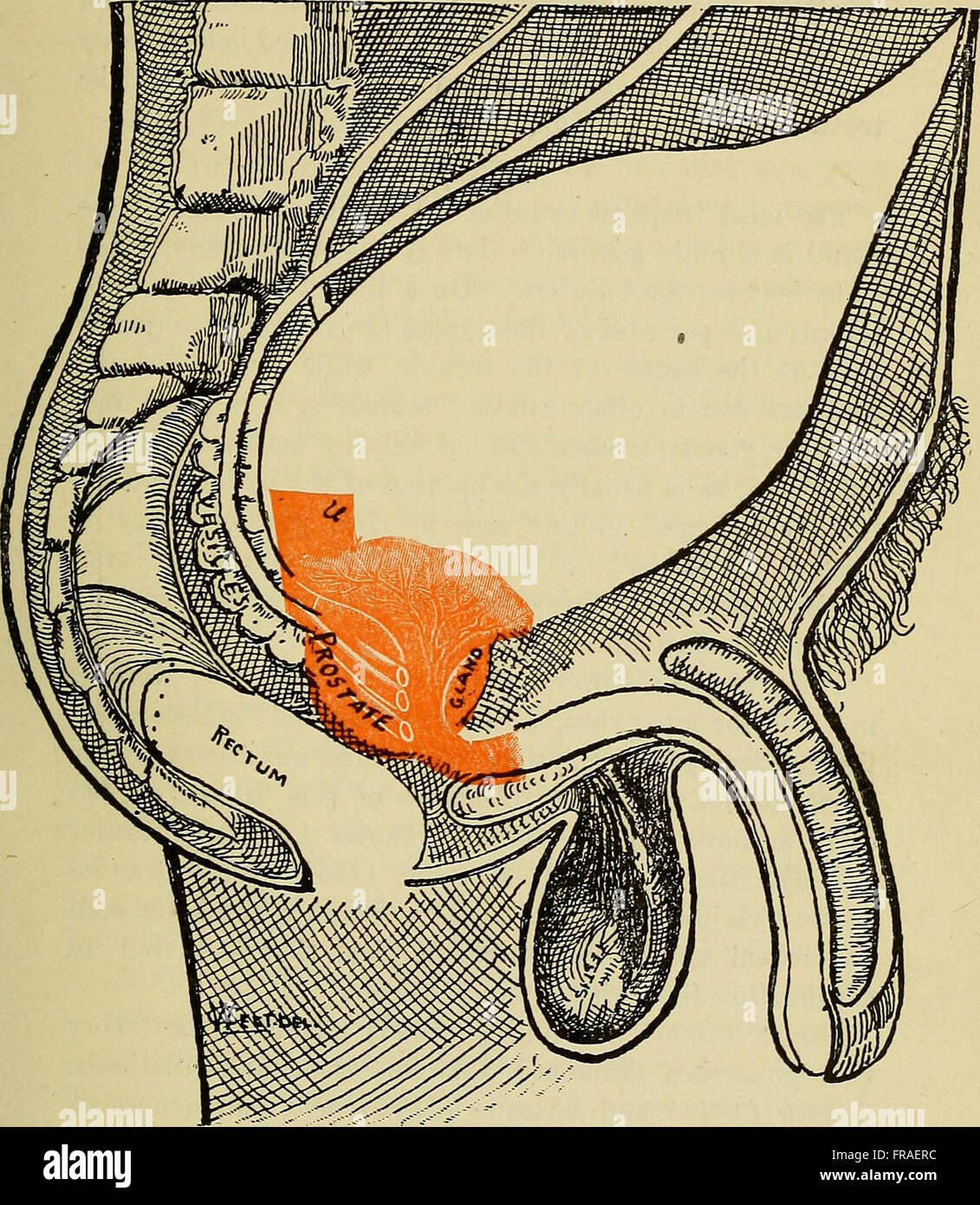 This 1906 treatise provides an in-depth exploration of prostate gland ...