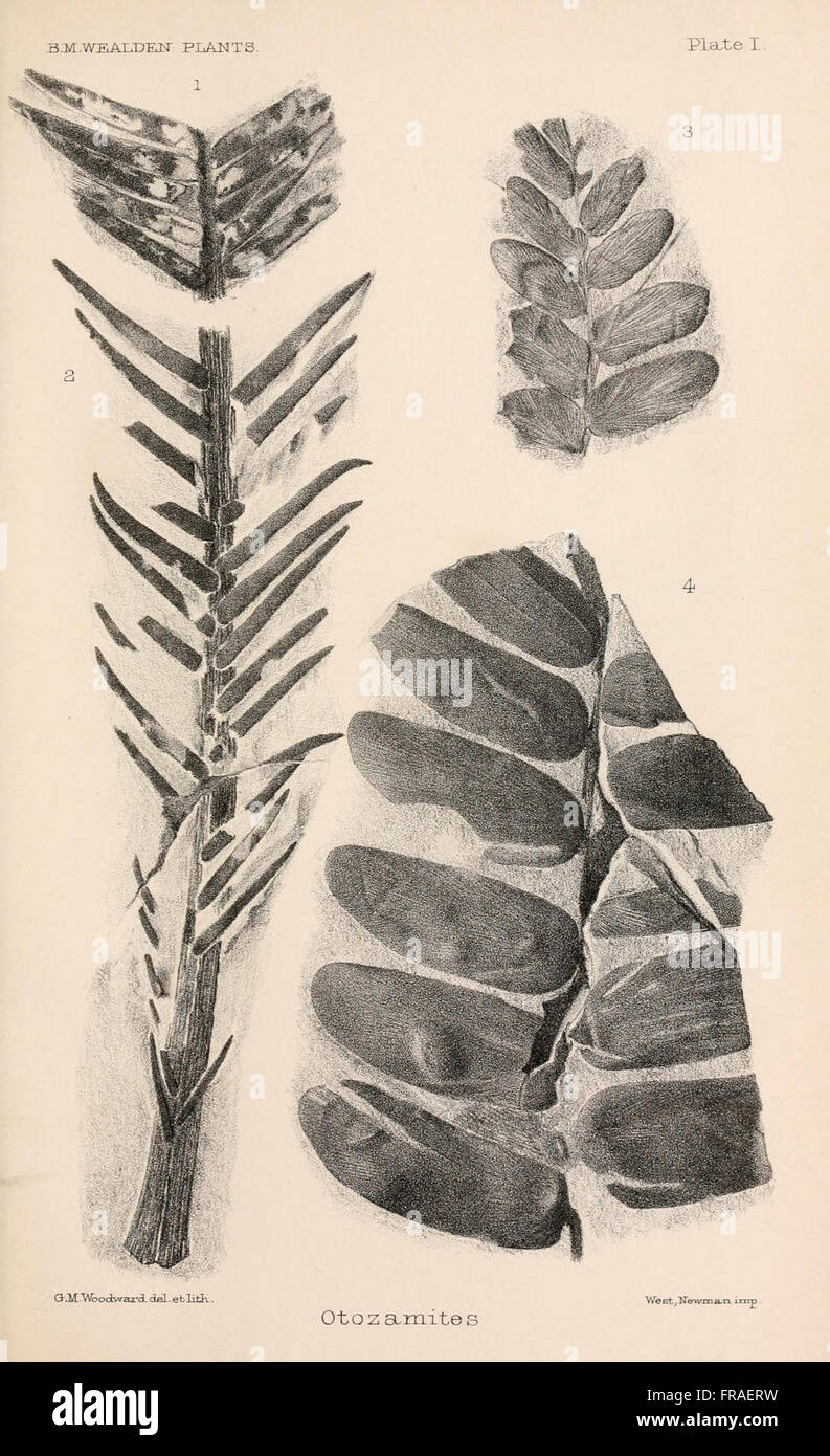 This catalogue lists the Mesozoic plants housed in the Department of ...