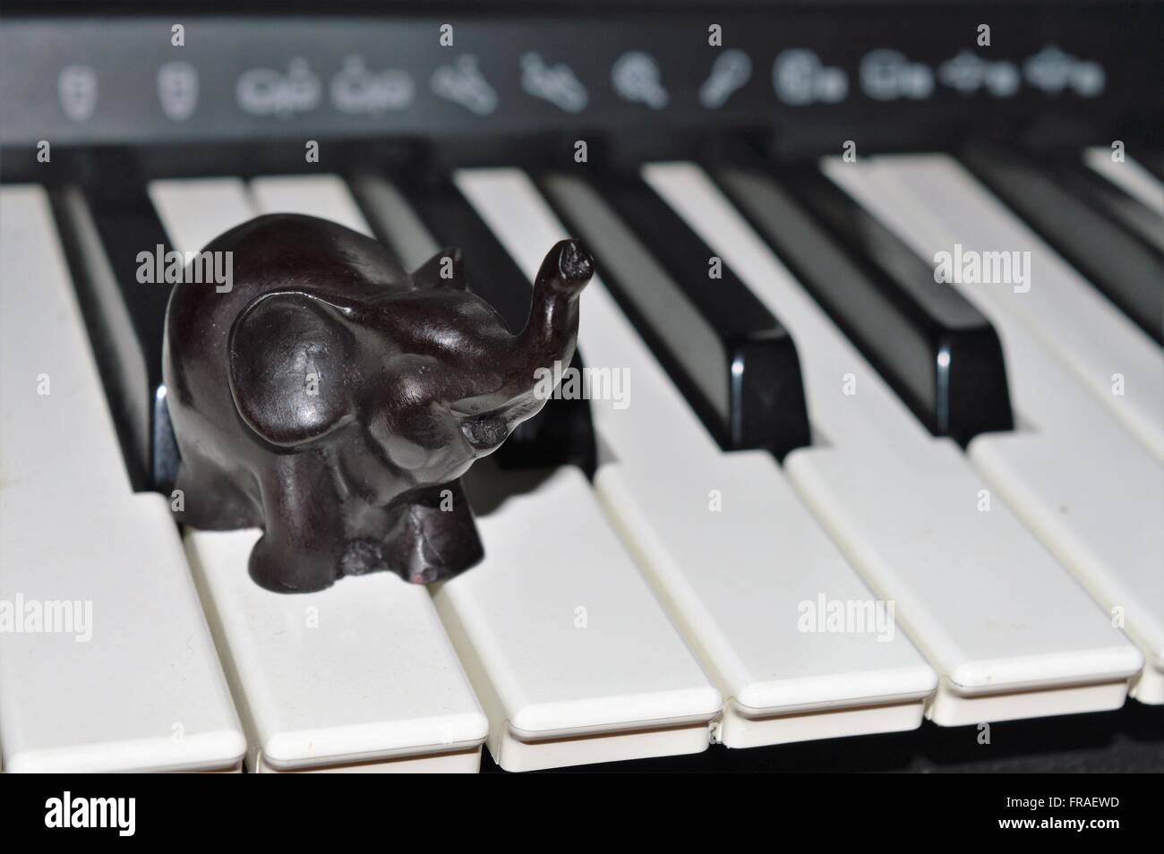Elephant on Keyboard Stock Photo - Alamy