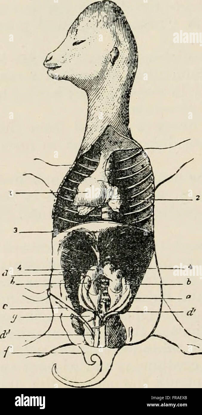 A text-book of veterinary obstetrics - including the diseases and ...