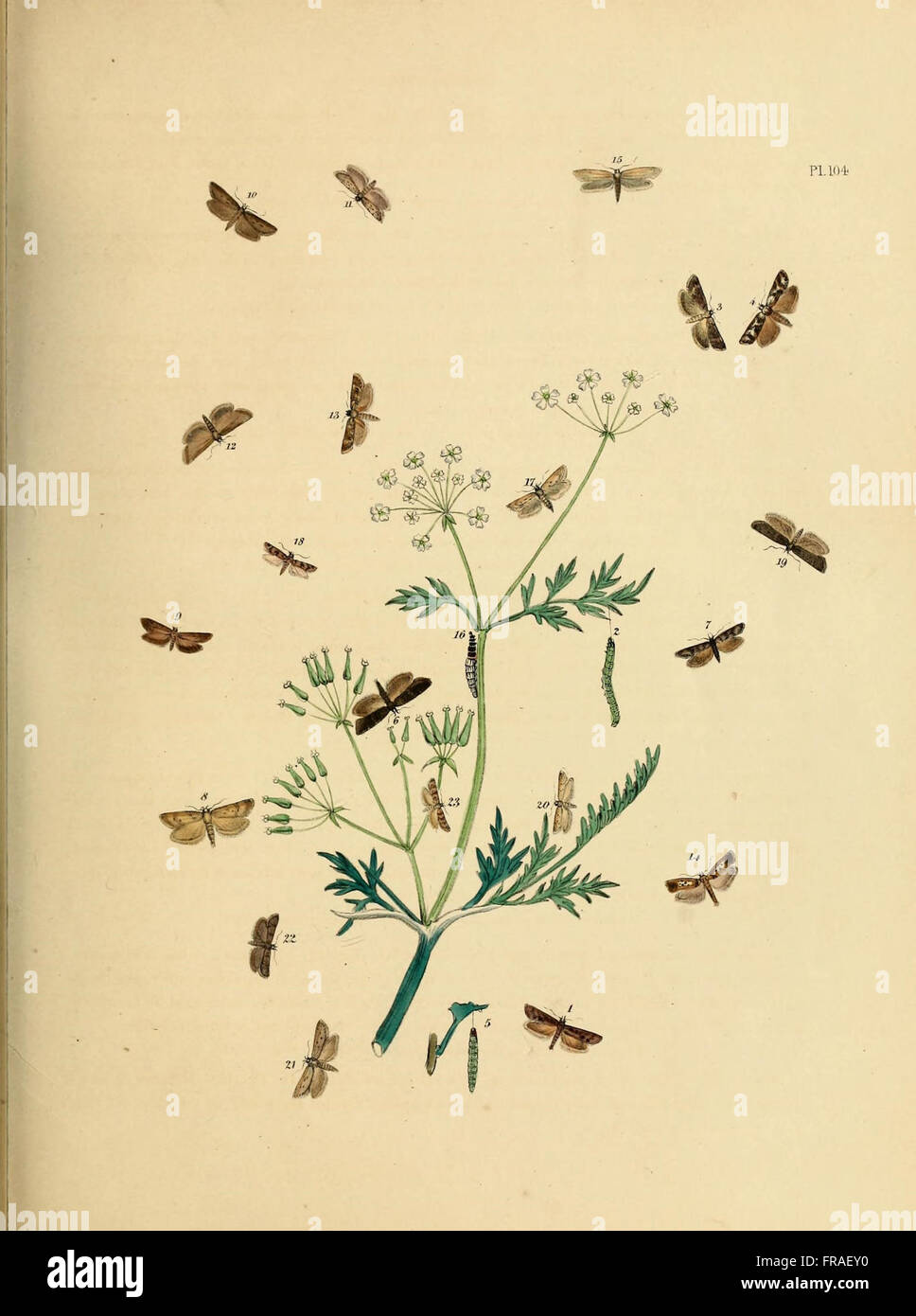 This illustration from 'British Moths and Their Transformations' shows ...