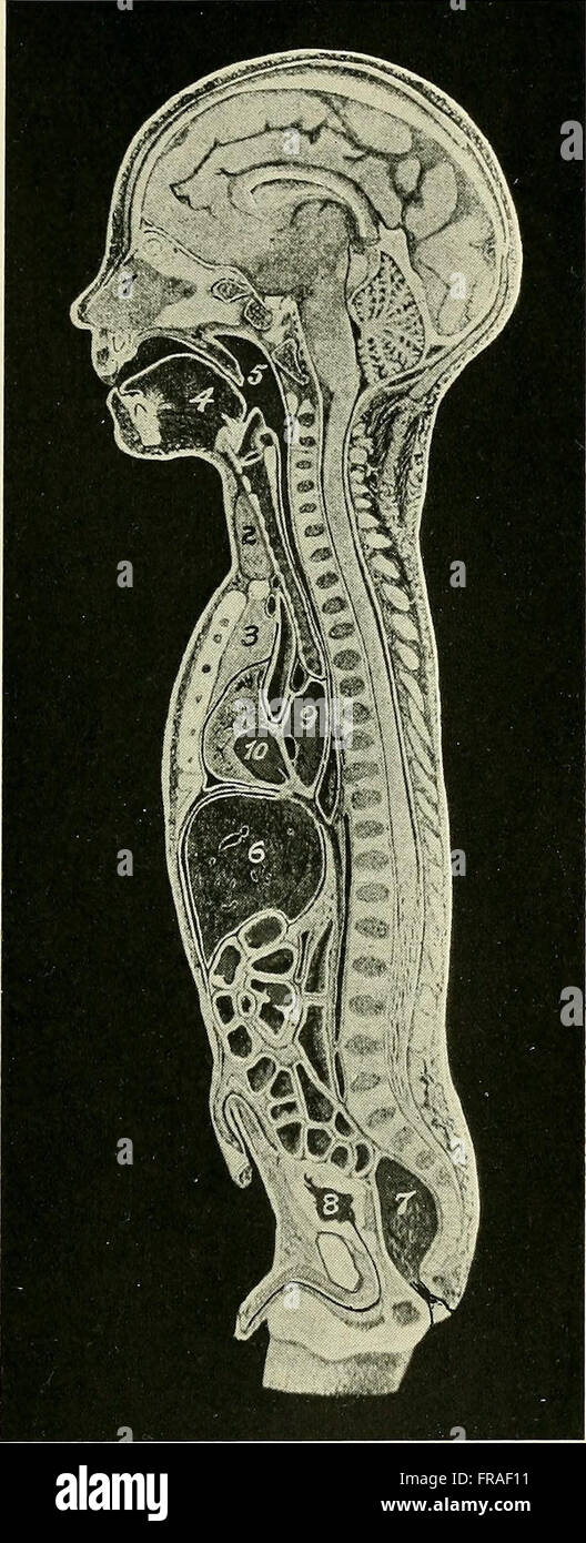 'A Textbook of Clinical Anatomy for Students and Practitioners' (1907 ...