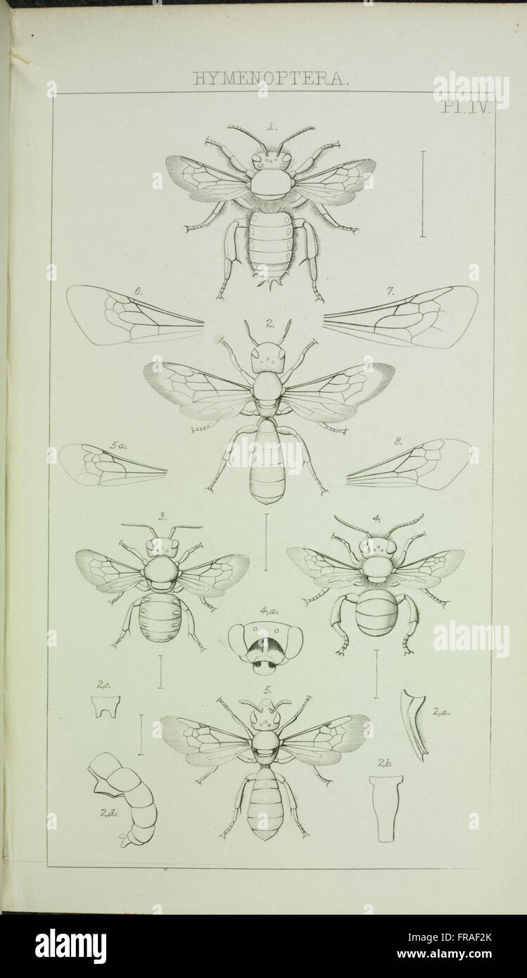 The Catalogue of British Hymenoptera (Pl. IV) details the ...