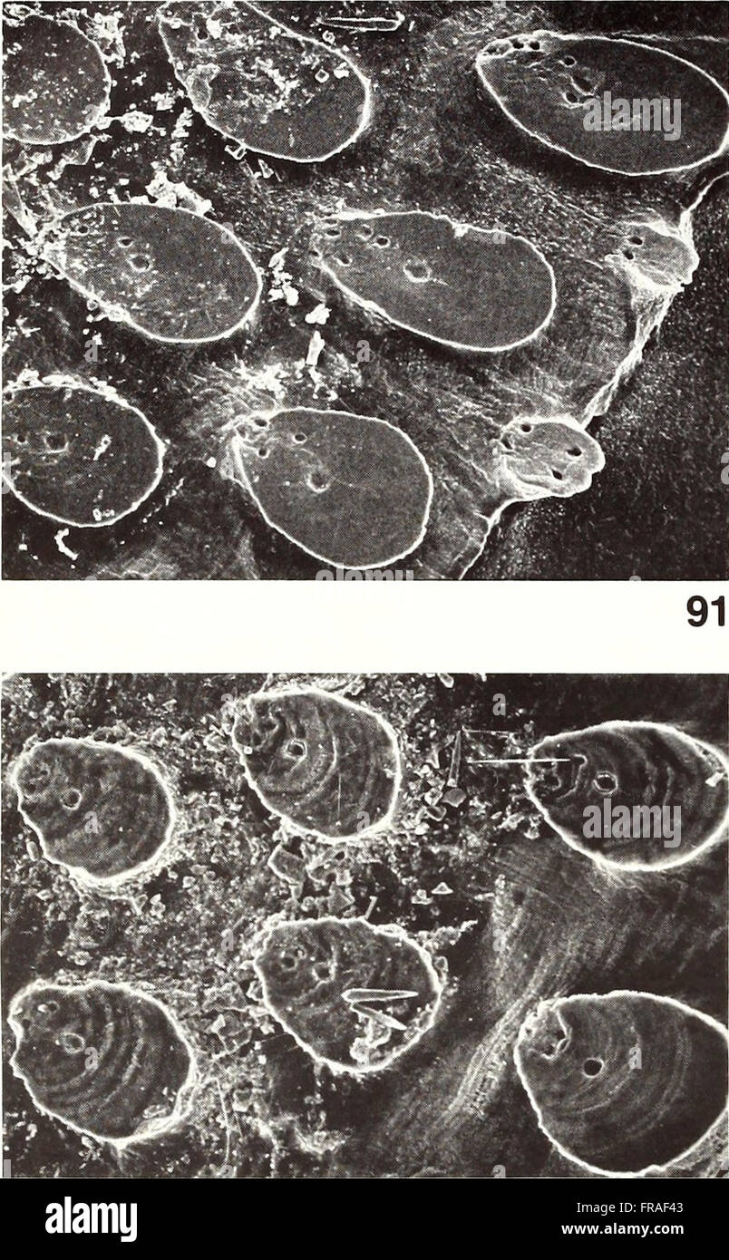 The 1988 edition of the American Malacological Bulletin presents new ...