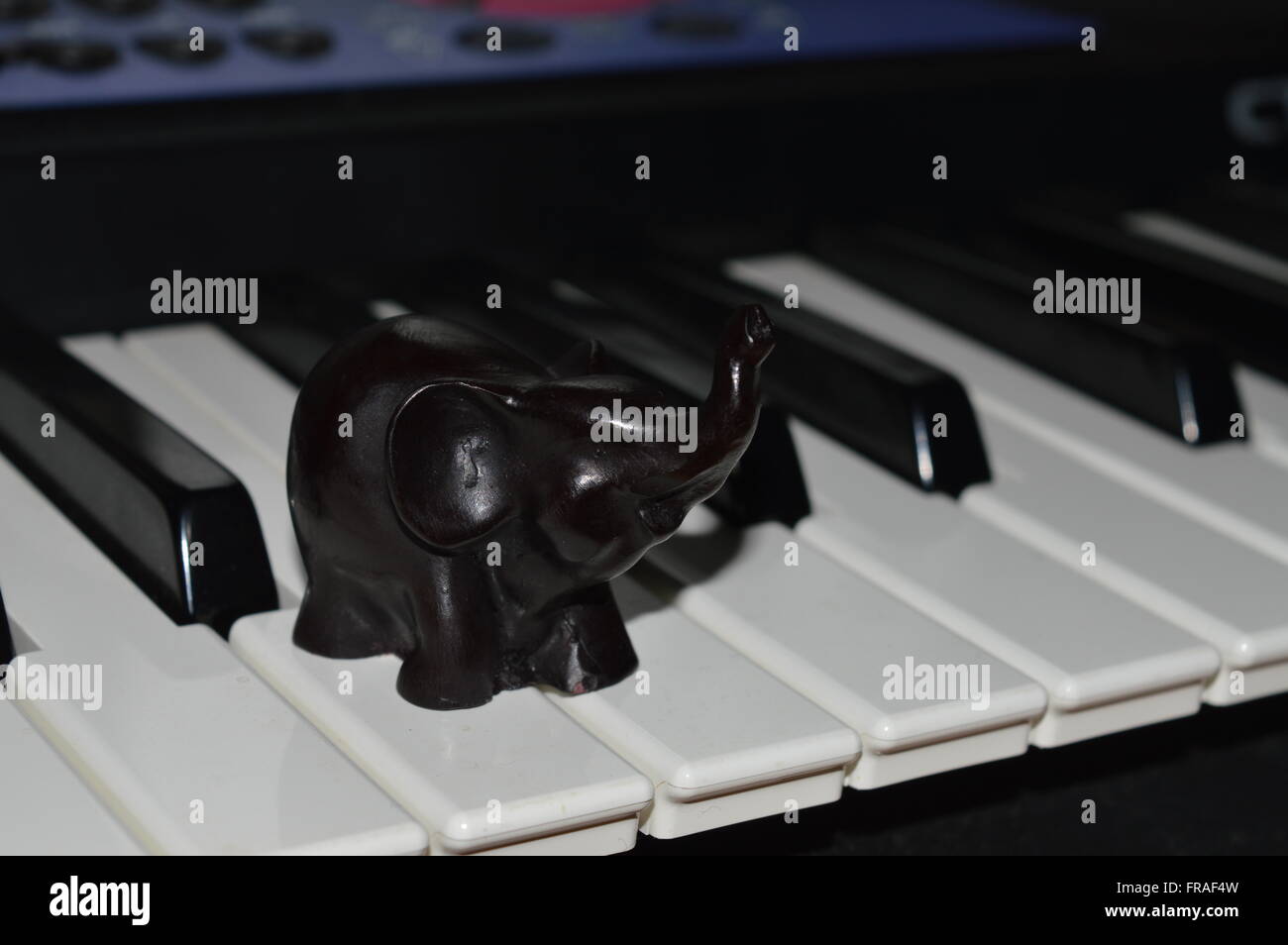 Elephant on Keyboard Stock Photo - Alamy