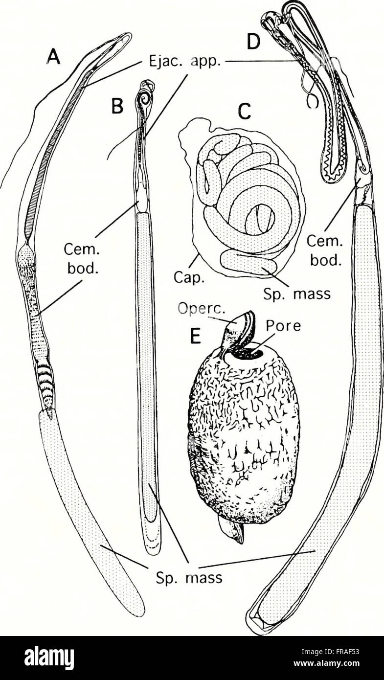 The 1996 edition of the American Malacological Bulletin, continuing its ...