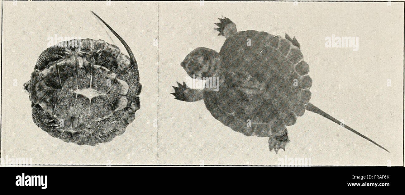 This book provides an overview of aquatic life, focusing on the various ...