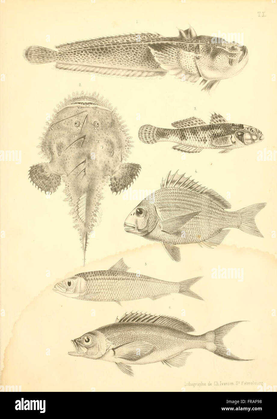 This French work 'Atlas des poissons vénénneux' focuses on poisonous ...