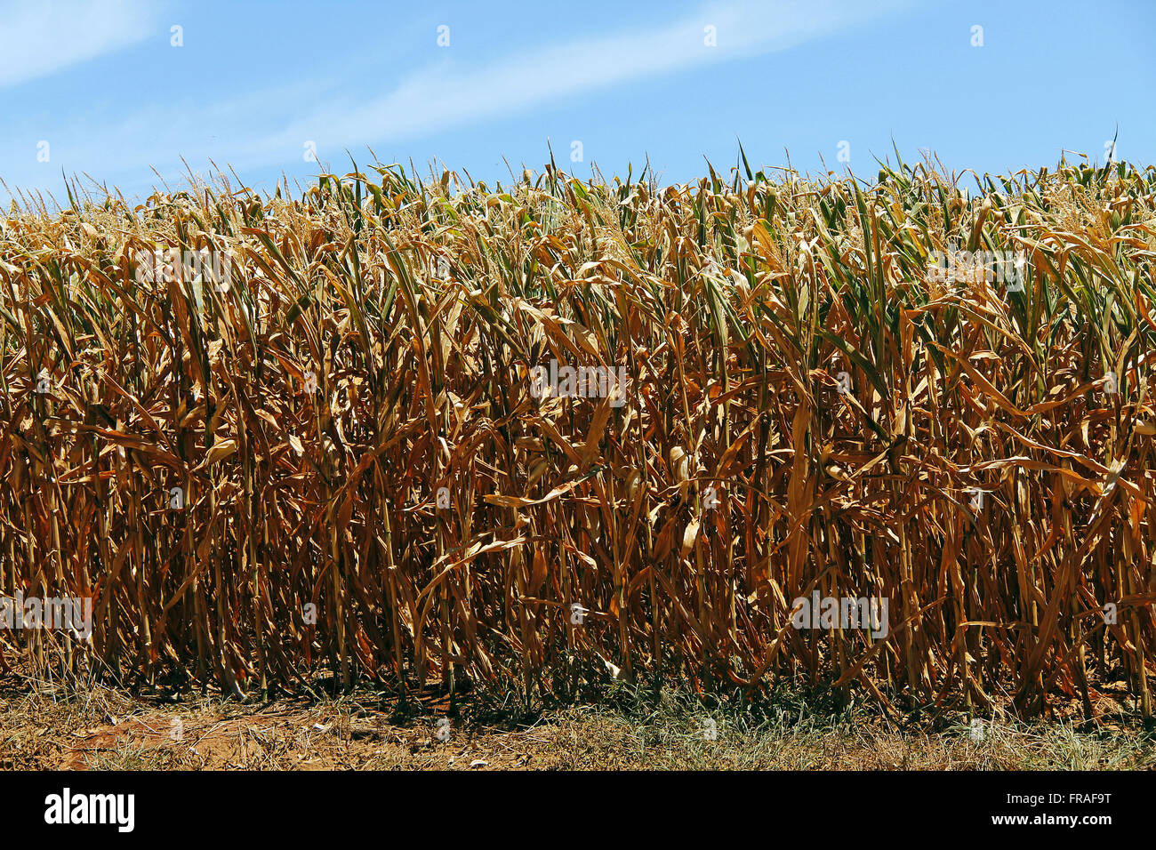 Maize drought america hi-res stock photography and images - Alamy