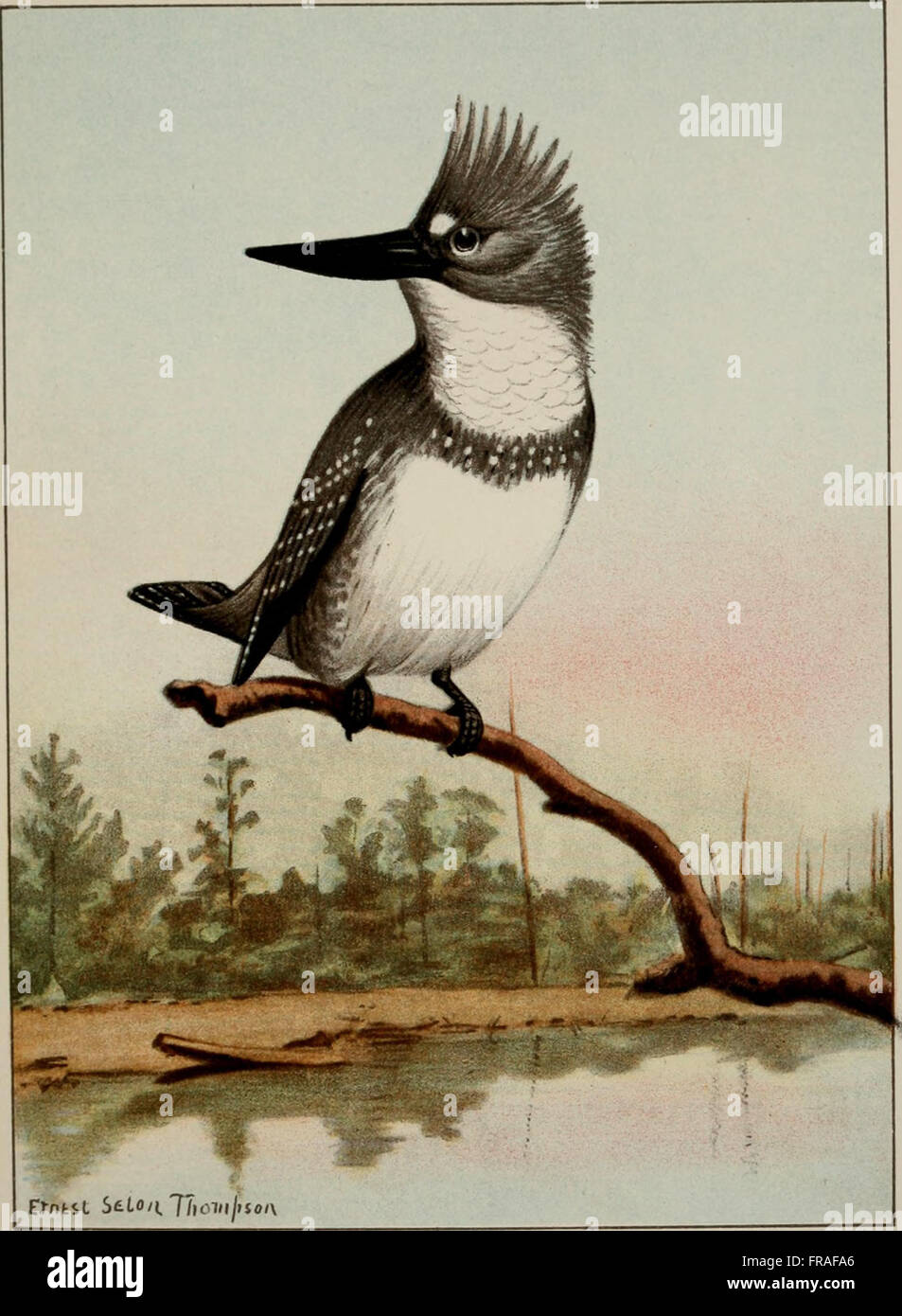 This guide provides detailed descriptions of common bird species found ...