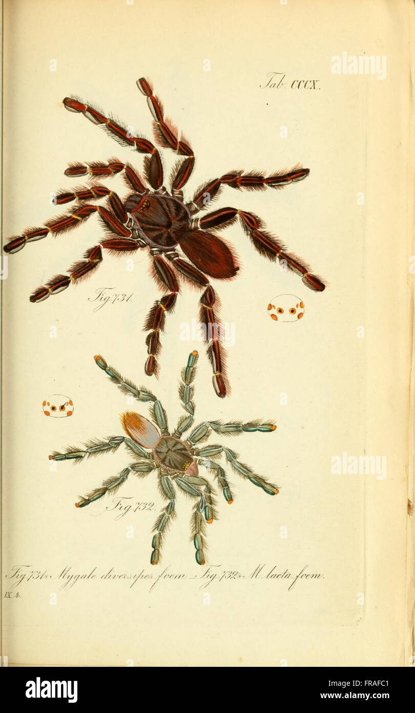 'Die Arachniden' (Plate CCCX) is a comprehensive work on arachnids ...