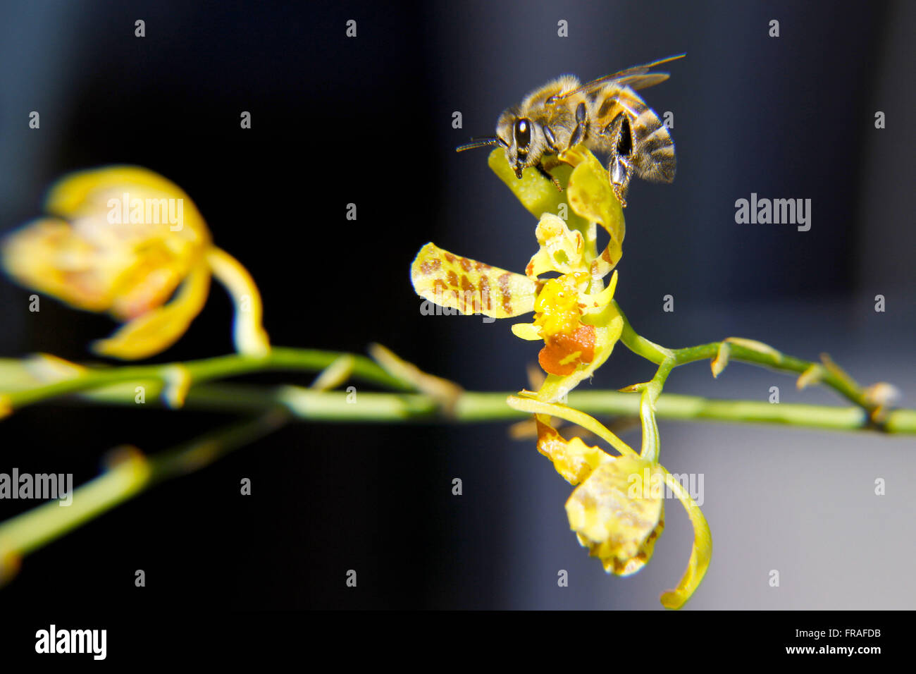 Mini rain forest hi-res stock photography and images - Alamy