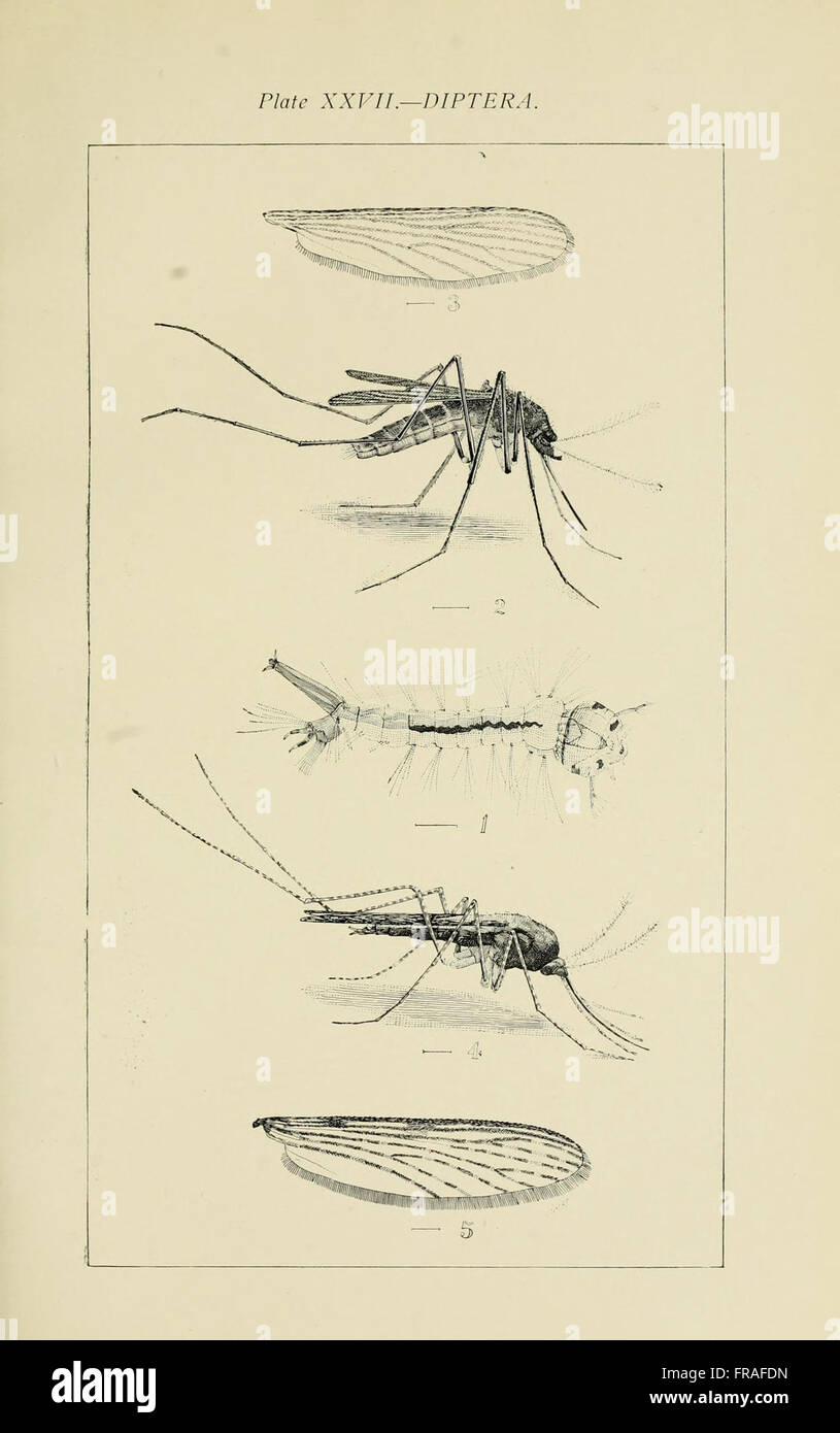 Australian insects (Plate XXVII Stock Photo - Alamy