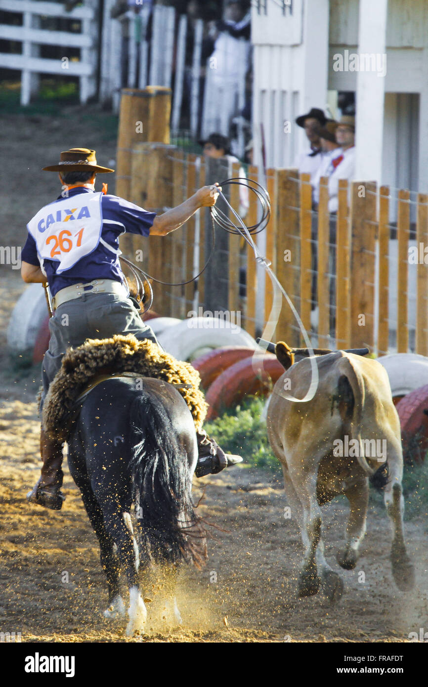 Criollo horse hi-res stock photography and images - Alamy
