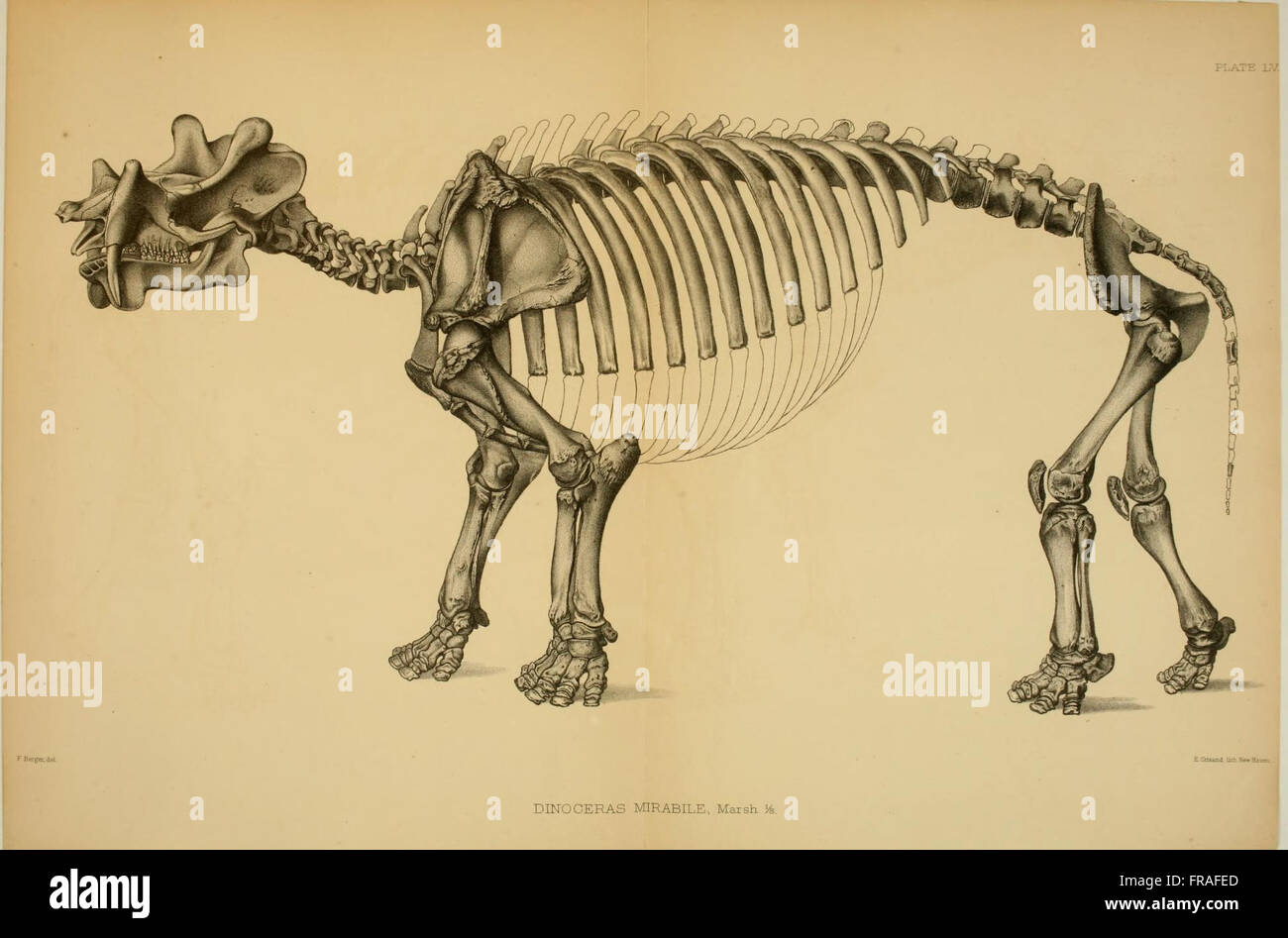 Plate LV of 'Dinocerata' features illustrations of extinct prehistoric ...