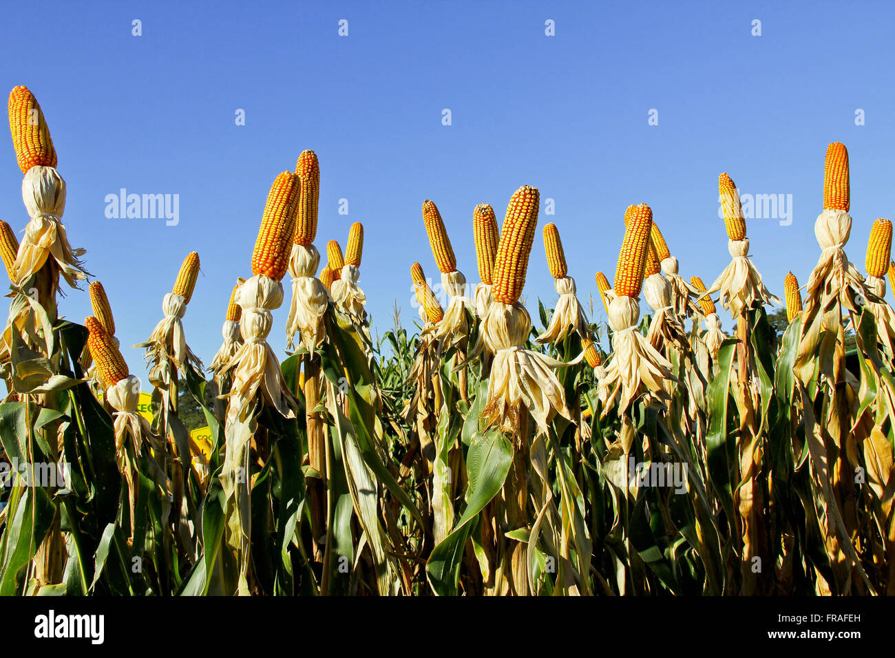 Exhibition of ears with perfect grain formation during the 19th, Â ª ...