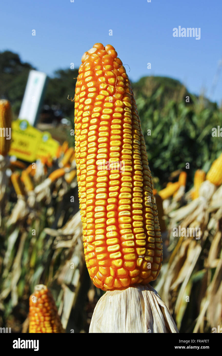 Exhibition of ears with perfect grain formation during the 19th, Â ª ...