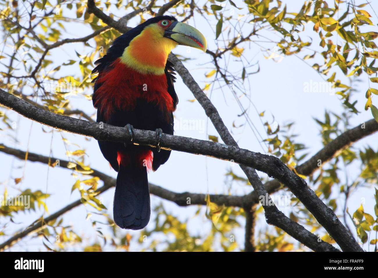 Tucano-pea-green - Ramphastos dicolorus - native tree branch in the ...
