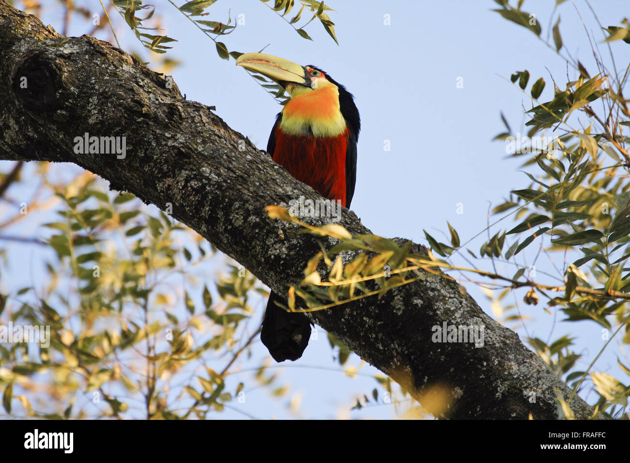 Tucano-pea-green - Ramphastos dicolorus - native tree branch in the ...