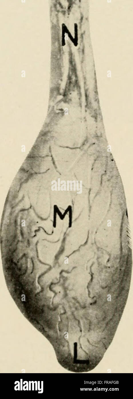 'Animal Castration' (1914) provides a comprehensive guide for students ...