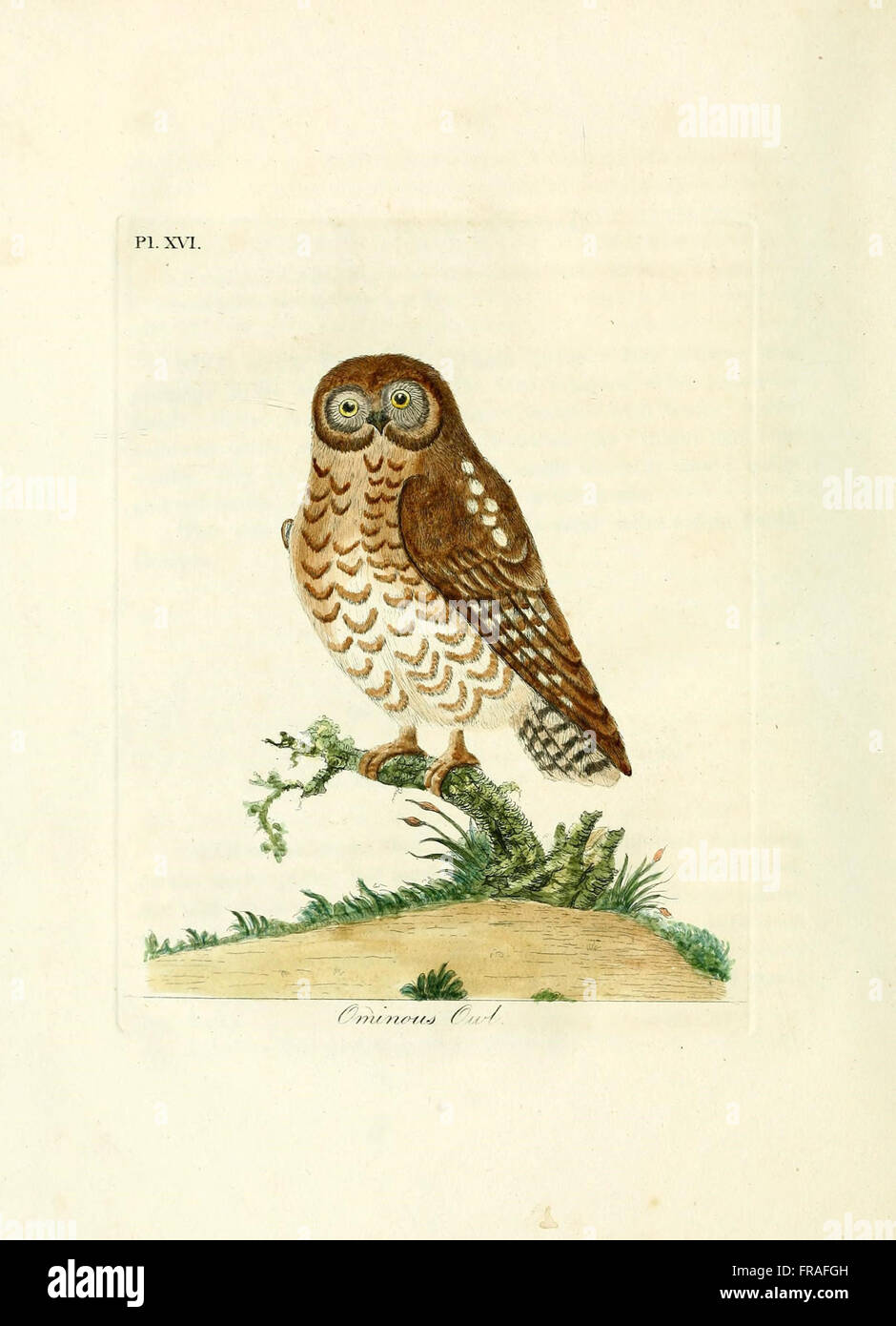 A general history of birds (Pl. XVI Stock Photo - Alamy