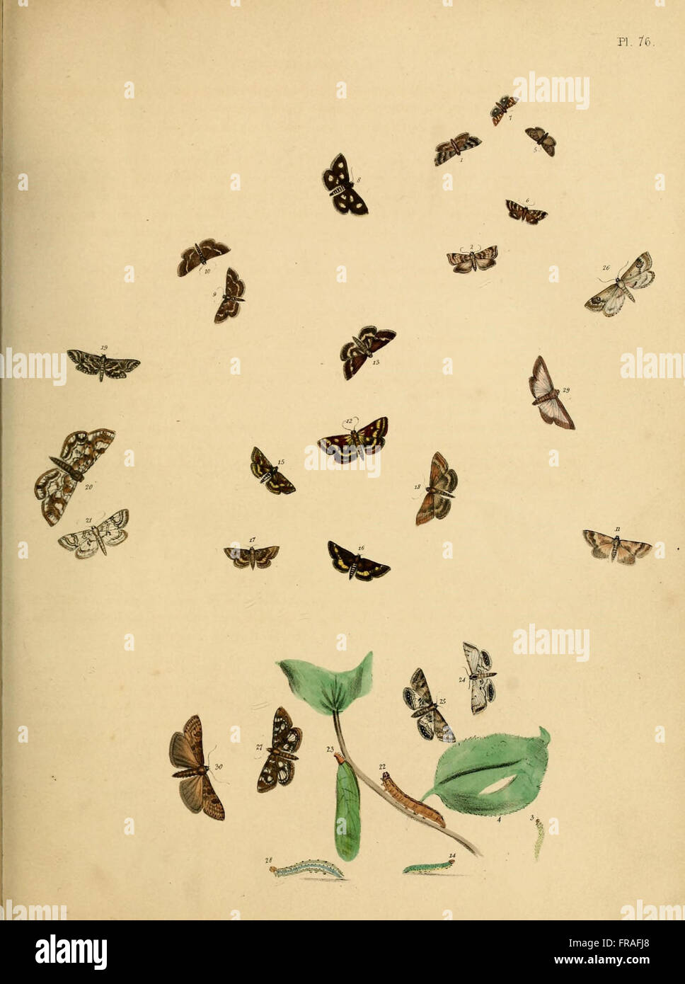 'British Moths and Their Transformations' explores the life cycles of ...