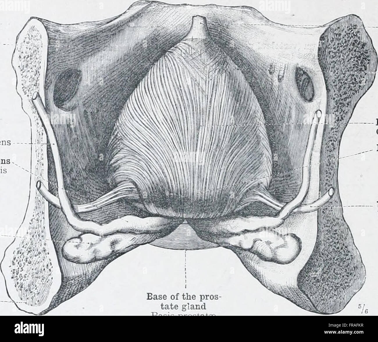 'An Atlas of Human Anatomy for Students and Physicians' from 1903 ...
