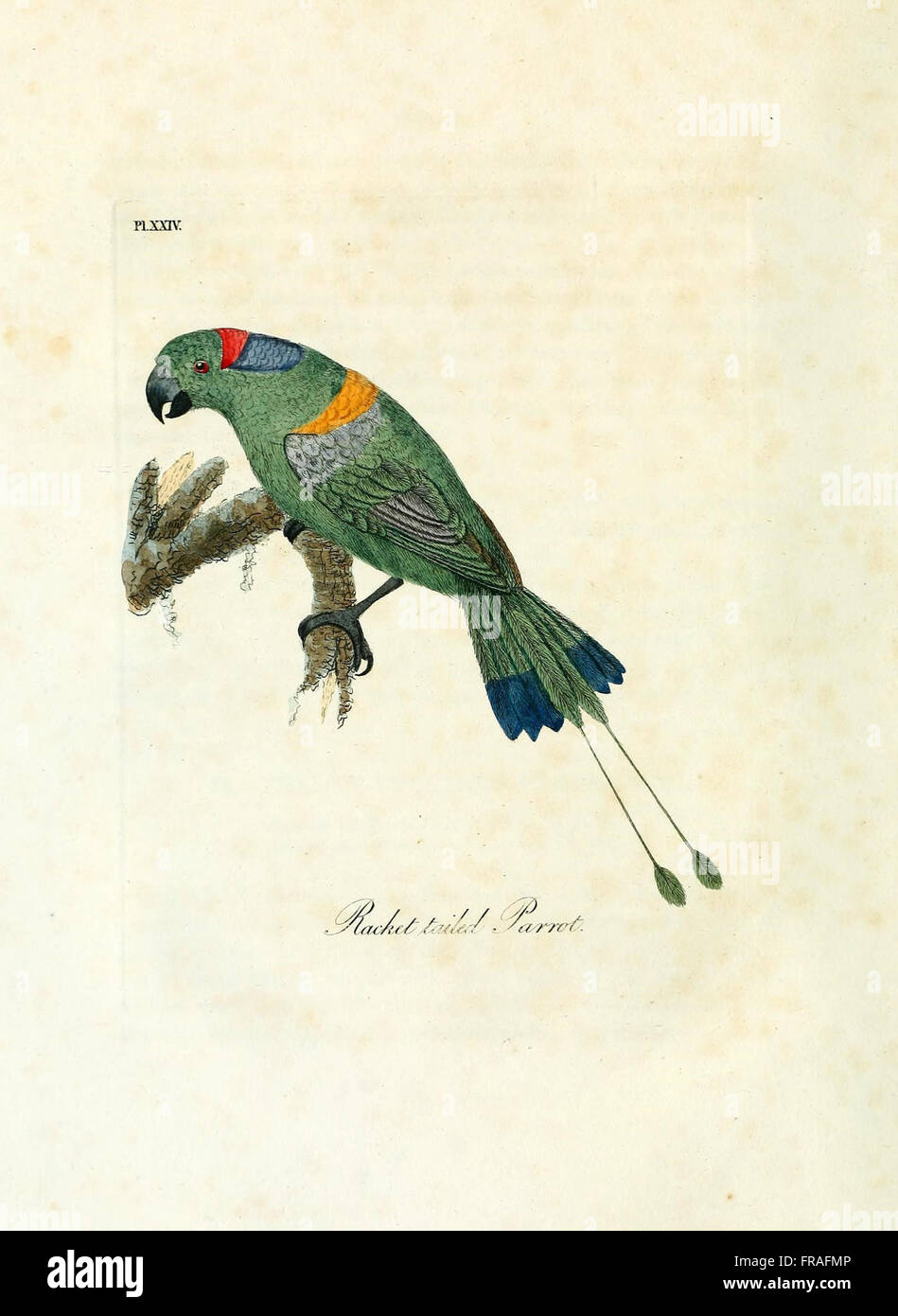 A general history of birds (Pl. XXIV Stock Photo - Alamy