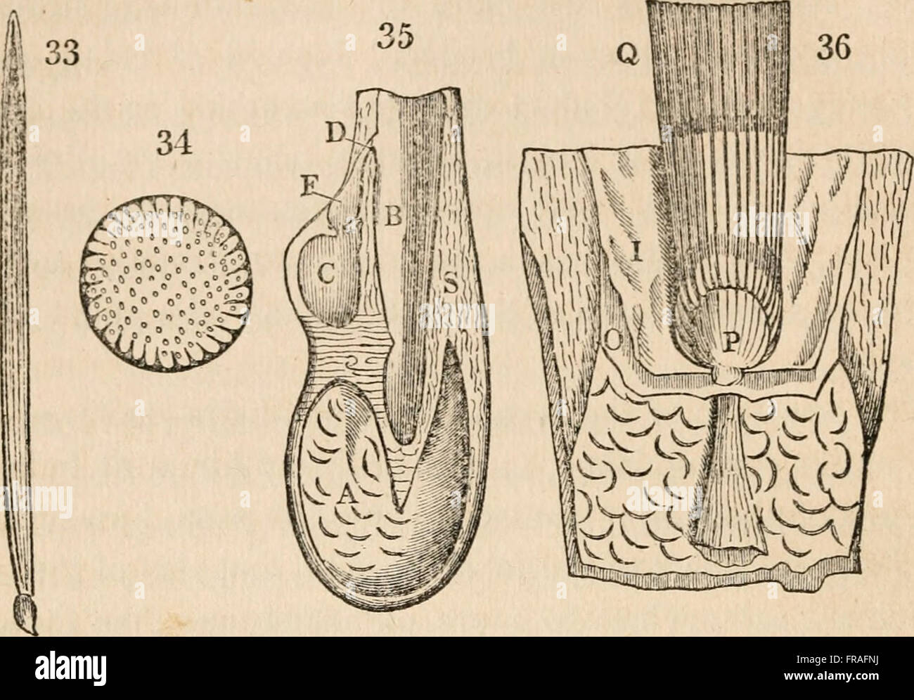 This 1836 work discusses animal and plant physiology in relation to ...