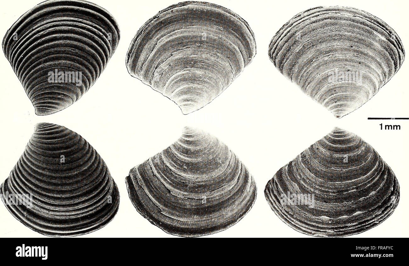 The 1988 issue of the American Malacological Bulletin features research ...