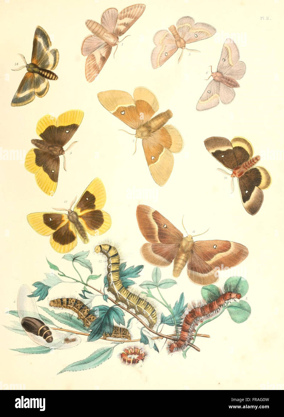 This illustration (Plate 11) depicts various species of British moths ...