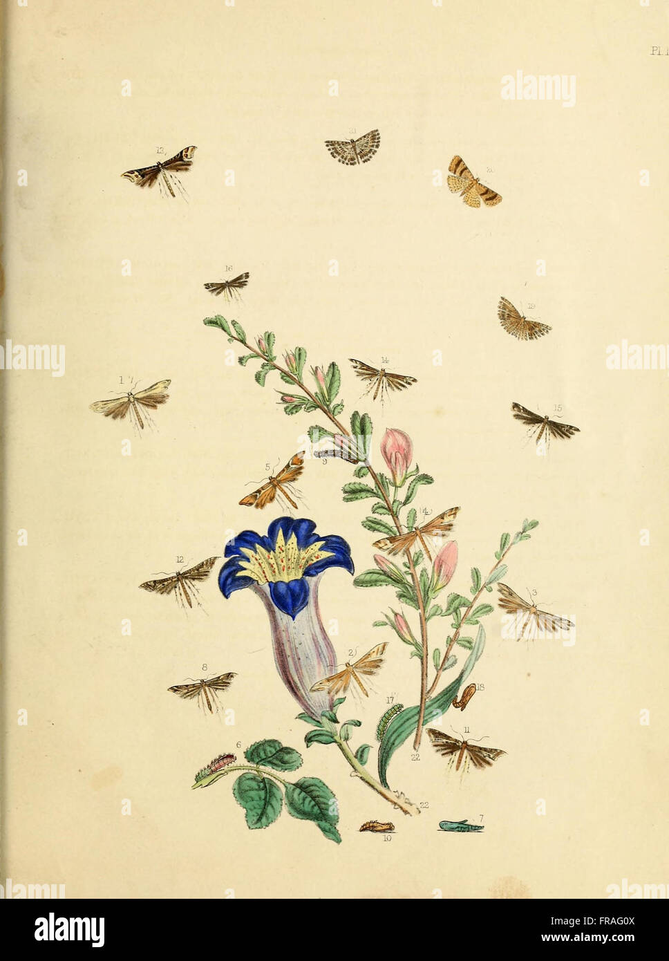 This work illustrates the life cycle and transformations of British ...