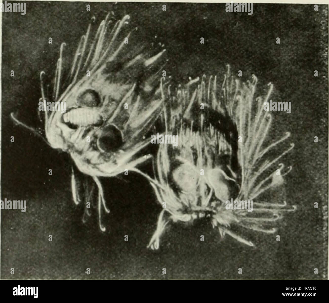 *Bird-lore* (1909) explores the study of birds, their behavior, species ...