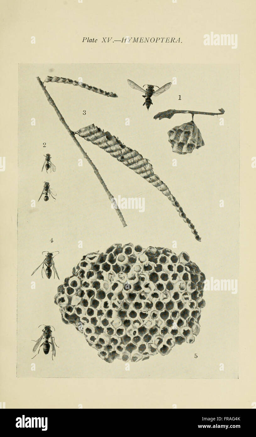 'Australian Insects' highlights a range of insect species native to ...