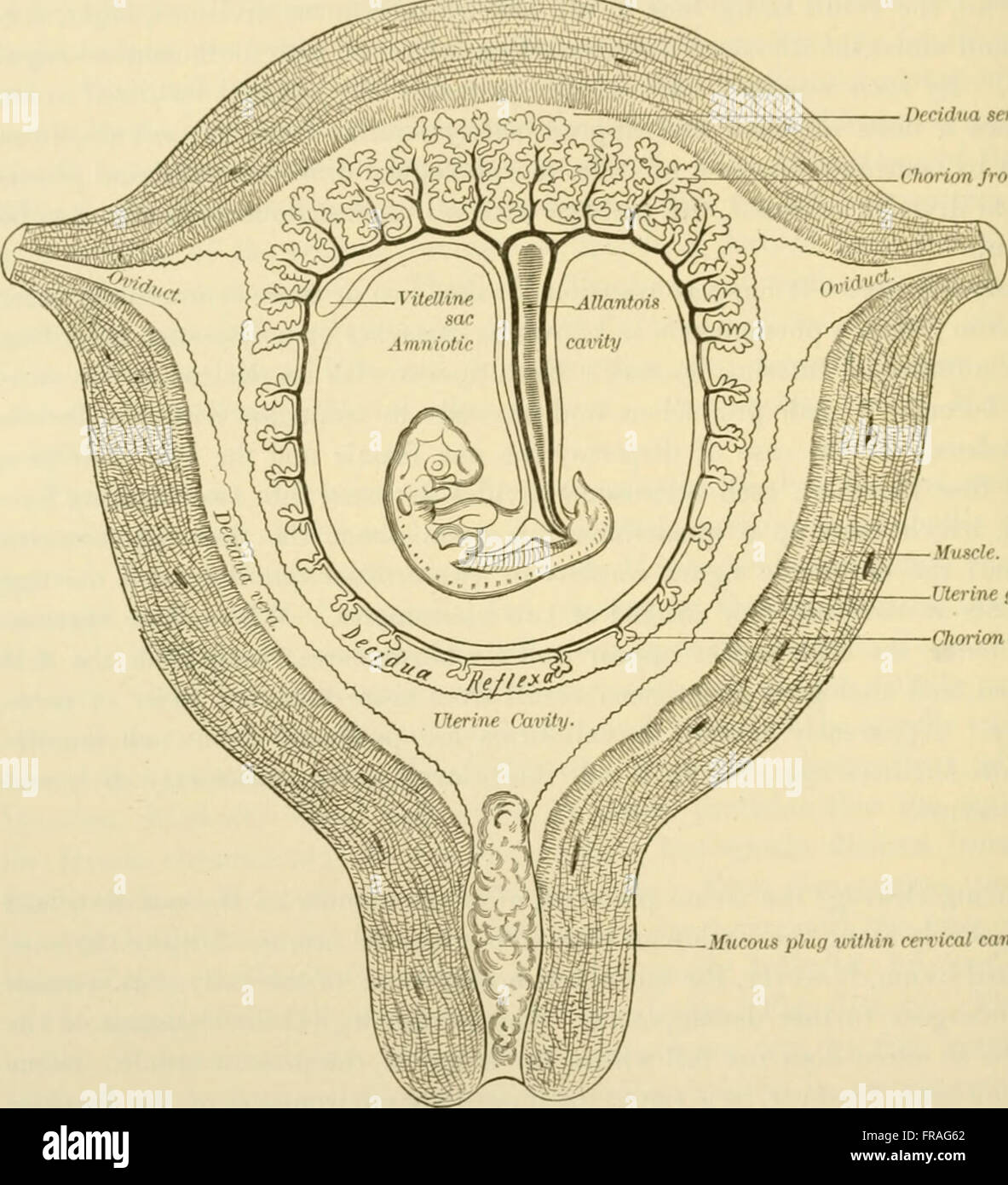 This 1897 textbook provides a comprehensive overview of human ...