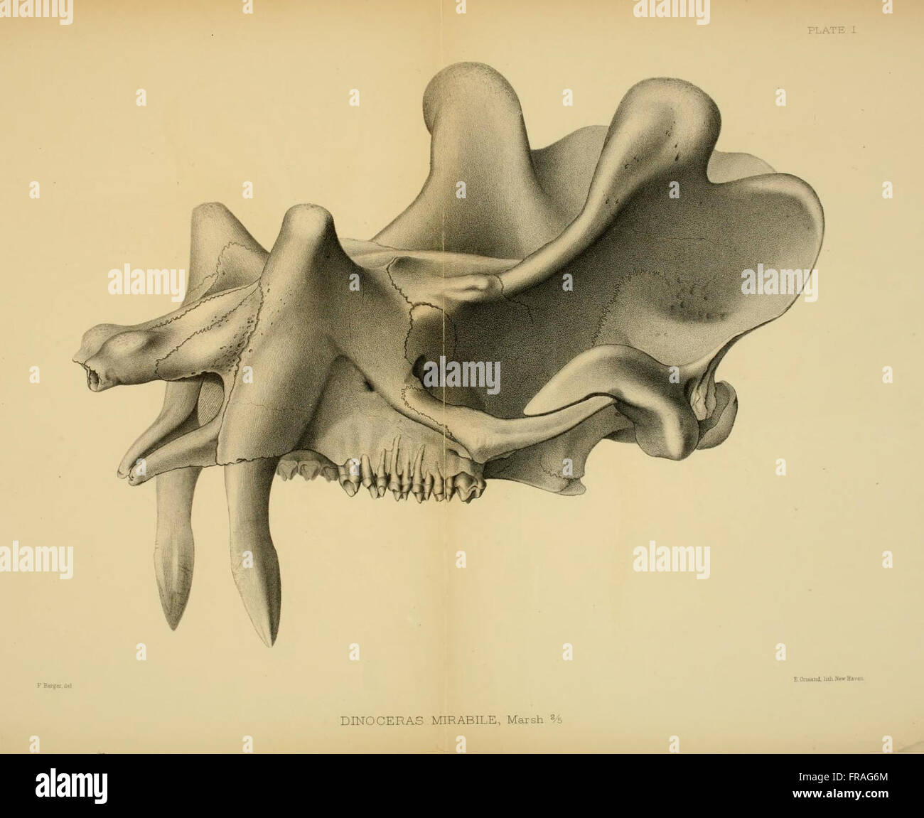 'Dinocerata' (Pl. I) focuses on a prehistoric group of large mammals ...