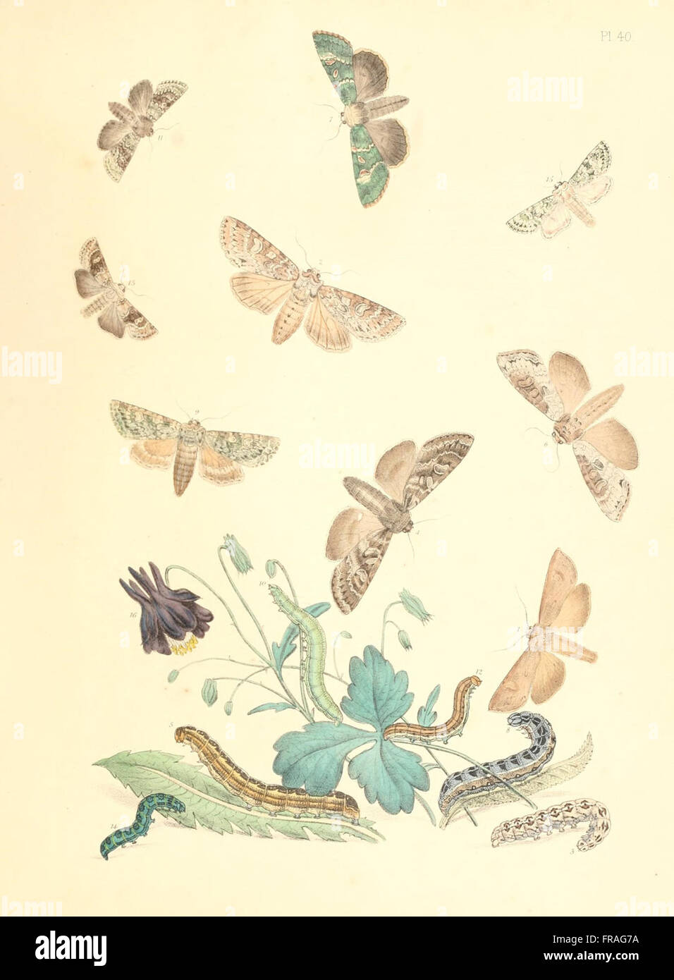 A comprehensive guide on British moth species and their life cycle ...